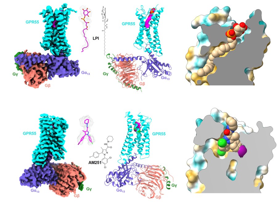哈工大生命科学中心何元政课题组联合研究揭示溶血磷脂酰肌醇受体GPR55的配体识别和G蛋白偶联机制